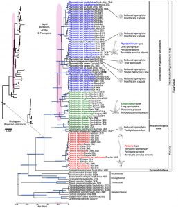 New publication on mosses | Bernard Goffinet - Bryology (and Lichenology)